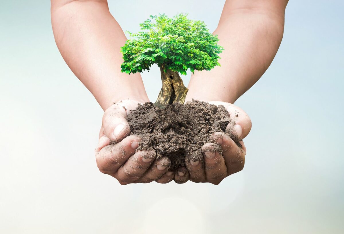 Celebrate National Arbor Day by planting trees | News, Sports, Jobs ...